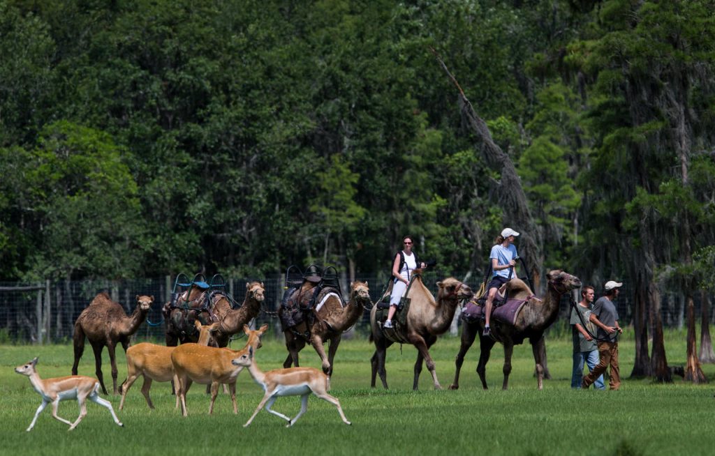 Na Flórida, faça um safári em meio à natureza - Travel3